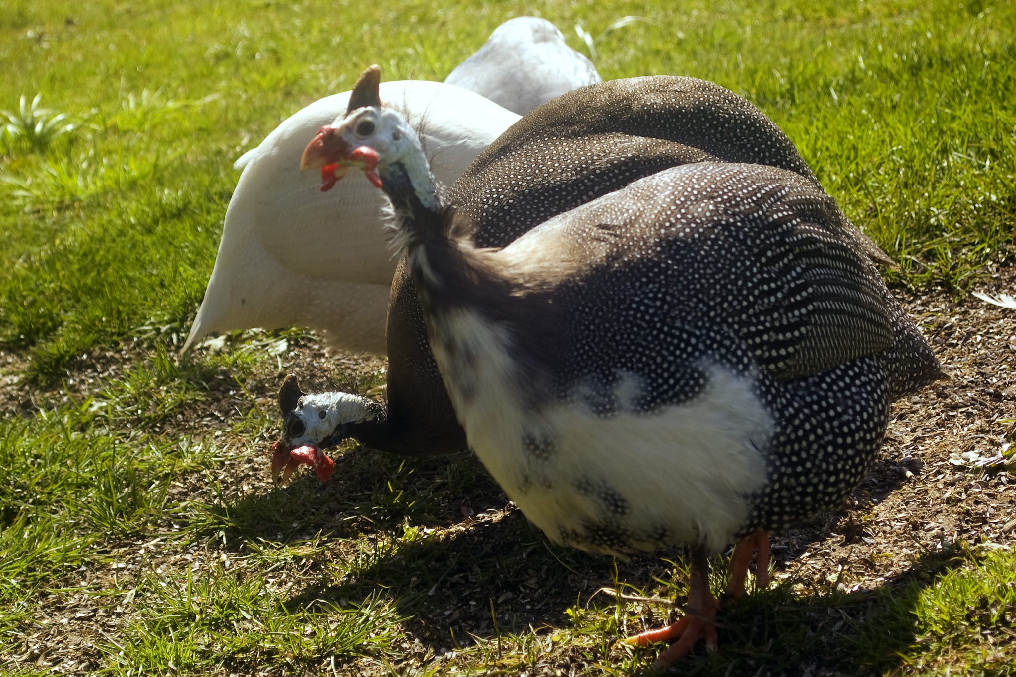 The Guinea Skinny: History, Habitat, and Habits - Backyard Poultry